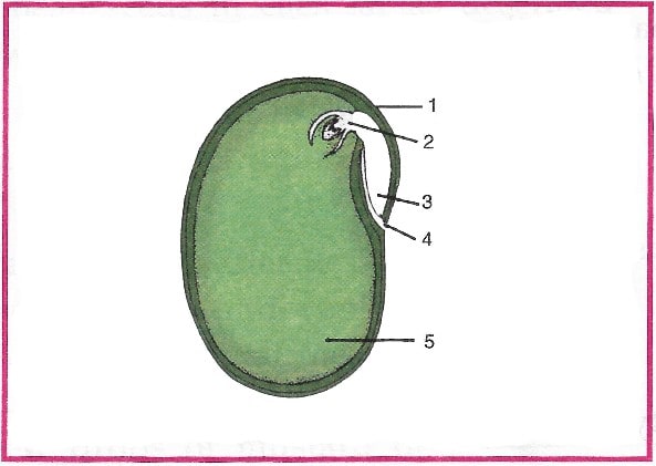 Differentiate Between Radicle And Plumule KnowledgeBoat Differentiate Between Radicle And Plumule KnowledgeBoat
