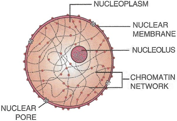Chapter 3 Cell The Structure And Functions Solutions For Class 6 