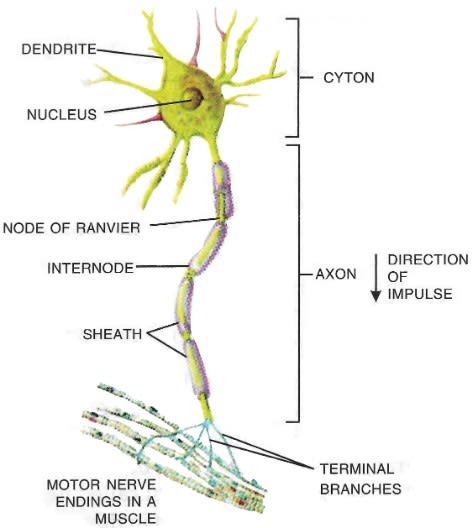 With The Help Of A Suitable Diagram Describe The Structure KnowledgeBoat