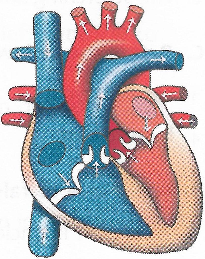 Given Below Is A Diagram Of Human Heart Draw It In Your KnowledgeBoat
